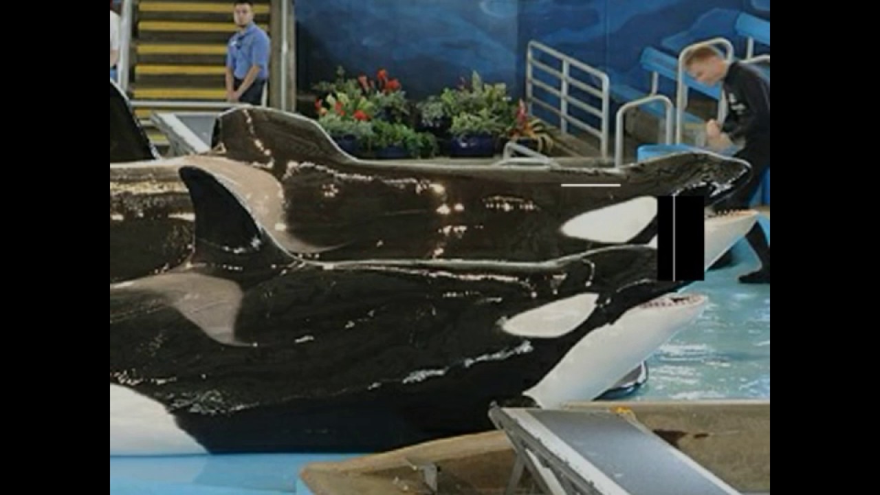 Sea World San Antonio Orca Profiles: Tuar - YouTube