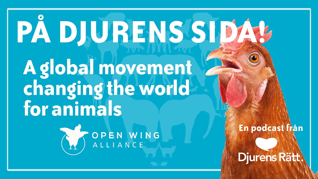 Open Wing Alliance - a global movement changing the world for animals ...
