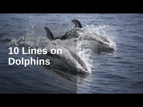 10 Lines on Dolphin| Essay on Dolphin| Dolphin Essay| - YouTube