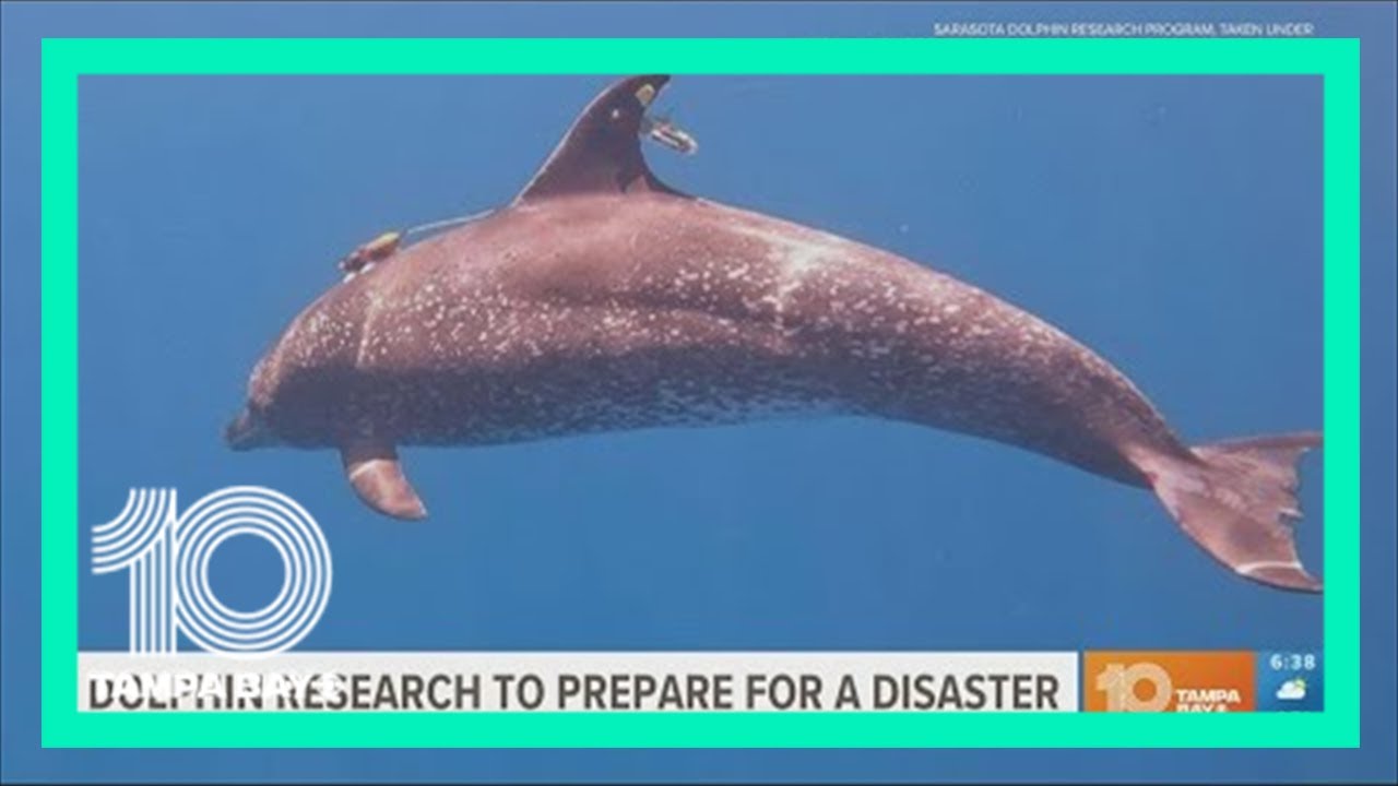 Sarasota dolphin researchers say findings could help us prepare for ...