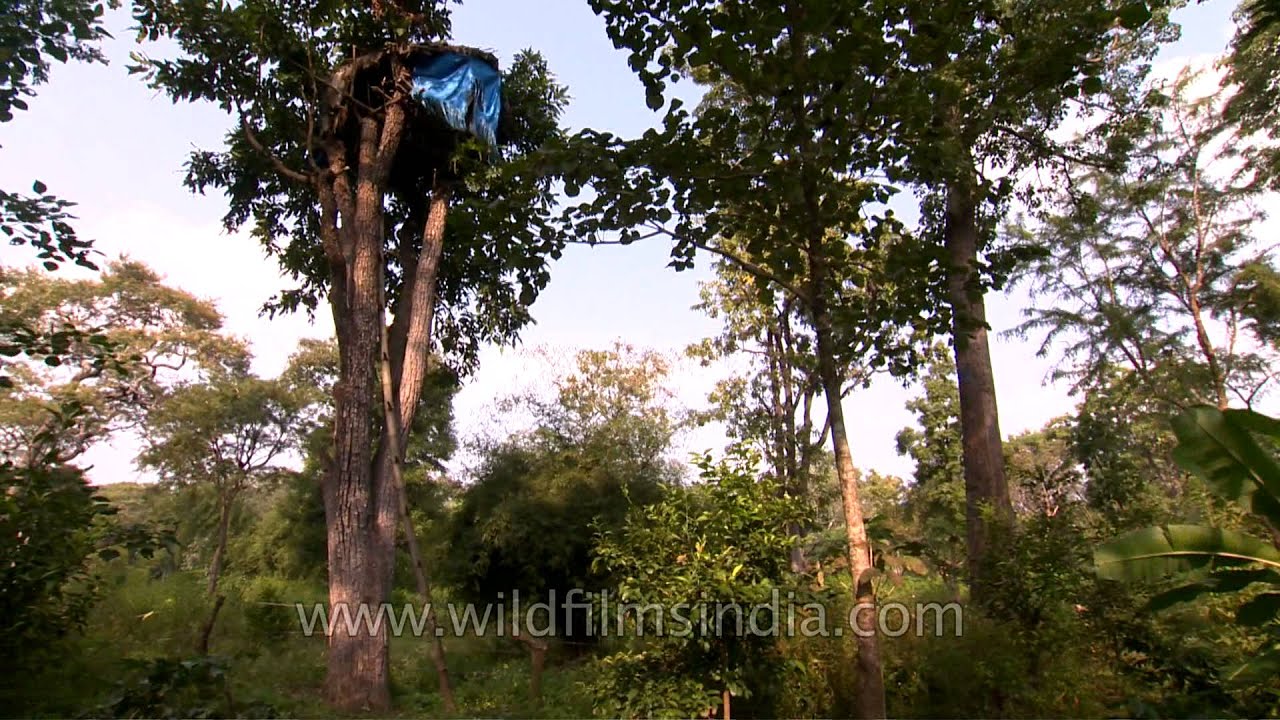 Living off the land - Tree House of Indian tribal family - YouTube