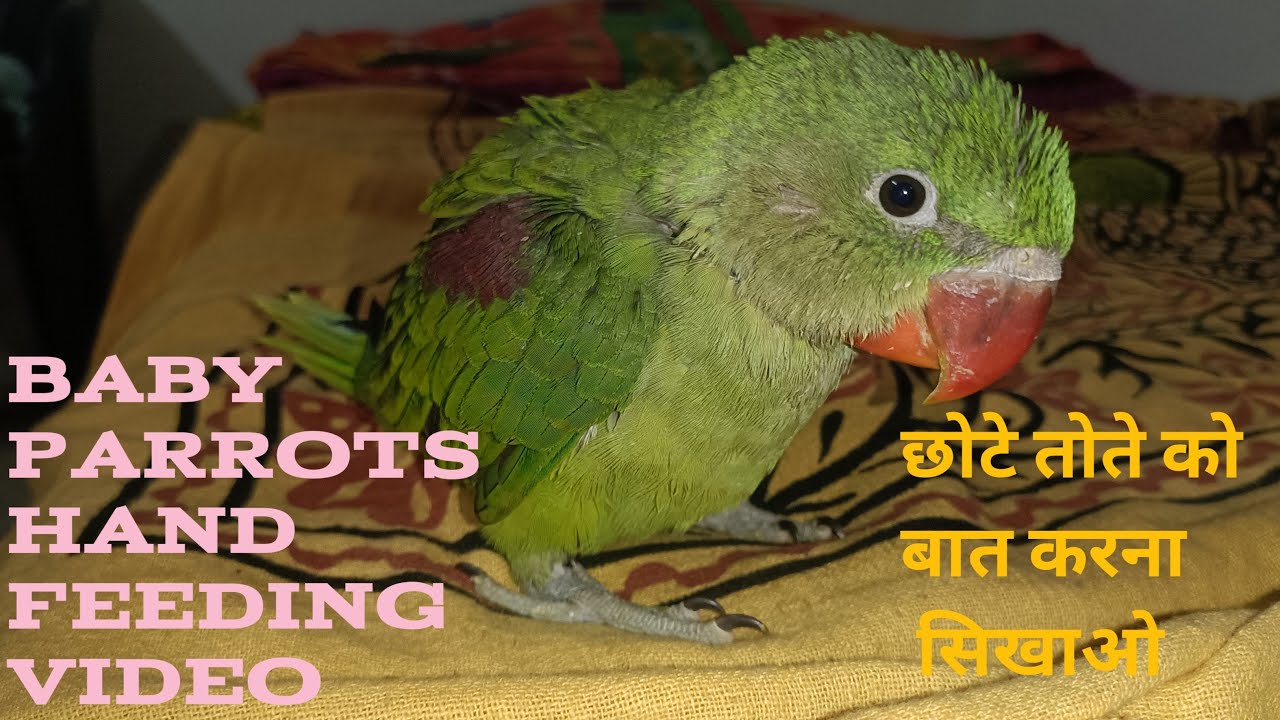 BABY PARROT KO HAND FEEDING KARANA SIKHAO 😍 🦜 छोटे तोते को बात ...