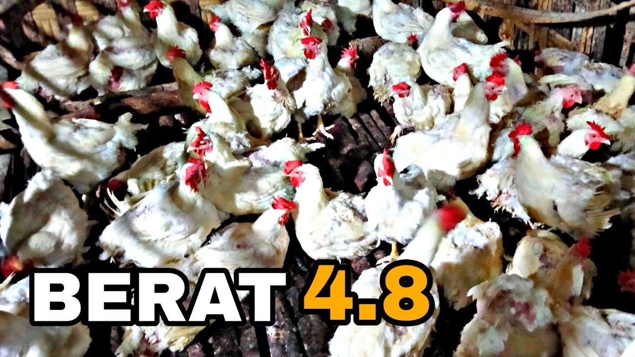 HARGA MURAH SIAP PANEN AYAM PARENT STOCK BROILER - YouTube