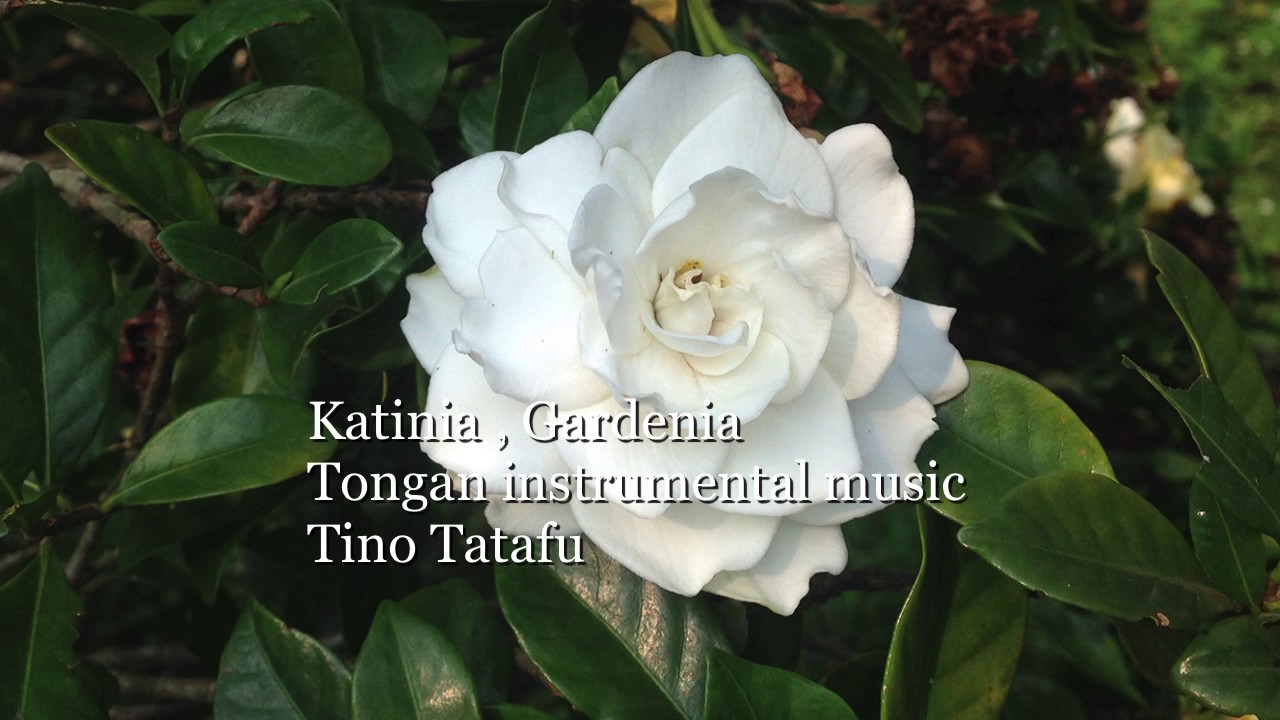 Katinia , Gardenia - YouTube