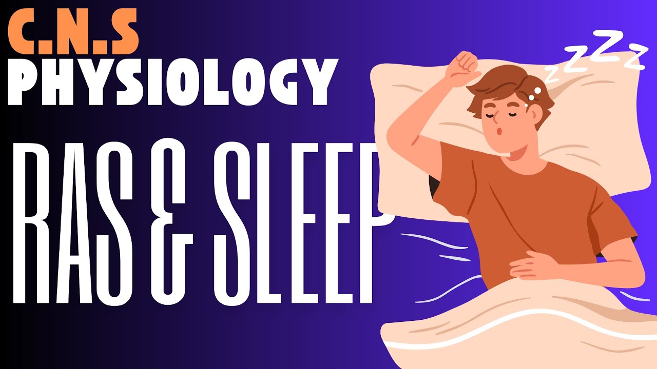 Neurophysiology: RAS and Sleep - YouTube