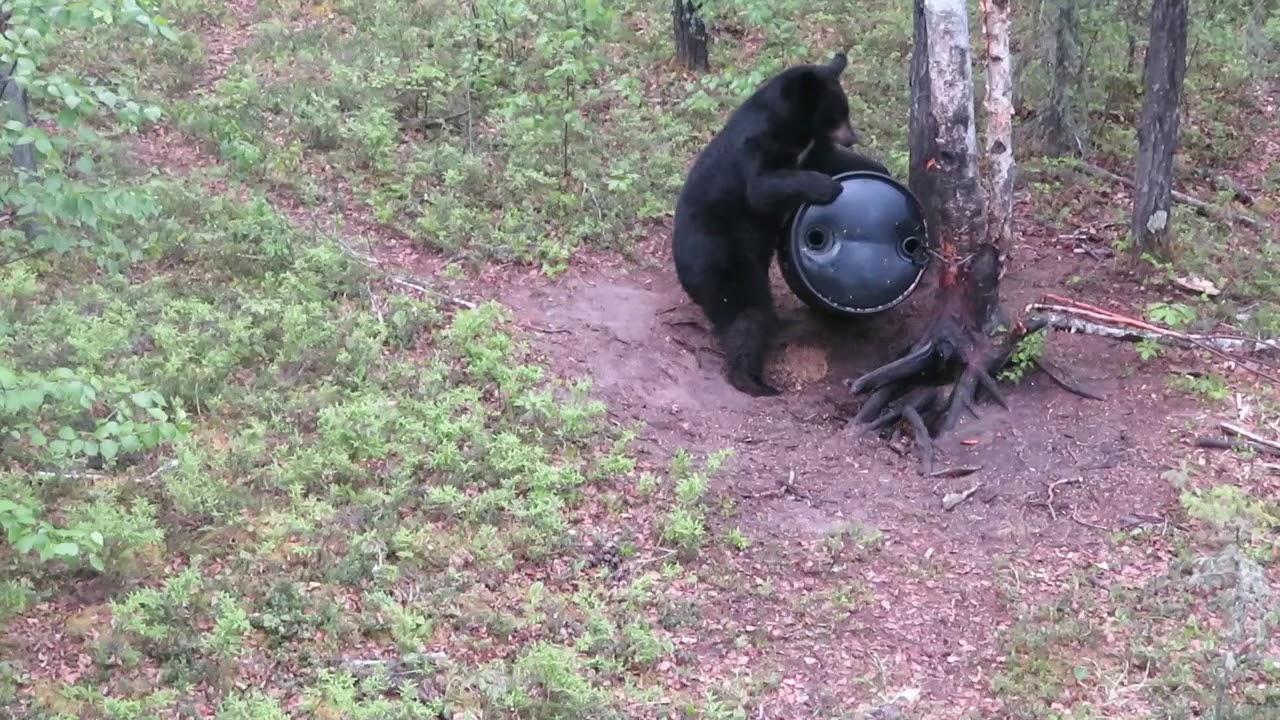 Adorable cuddly bear eating dinner - YouTube