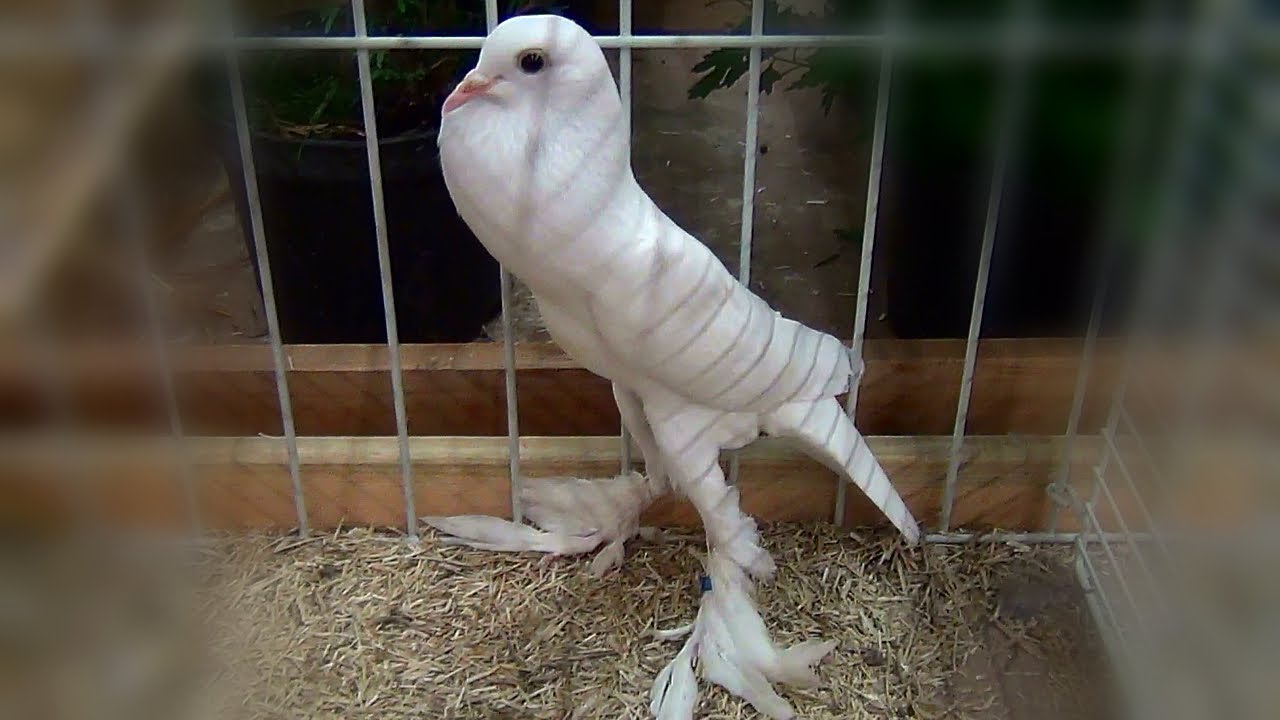 Pigeon Boulant Pigmy - Pigmy Pouter - Englischer Zwergkröpfer - YouTube