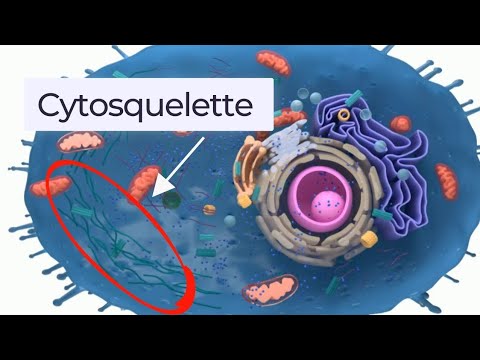 hyaloplasme, le cytosol et le cytosquelette biologie cellulaire 🔥شرح ...