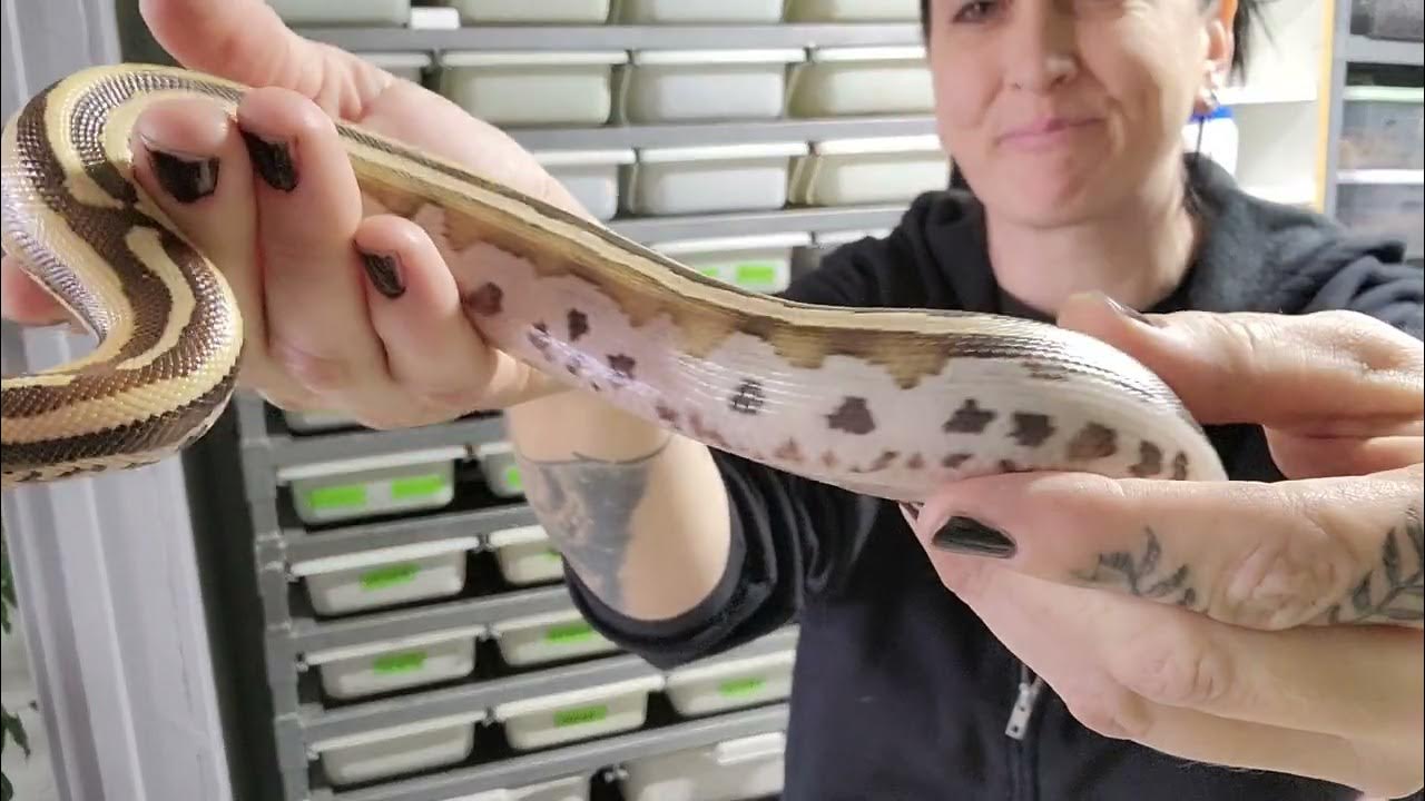 Unpacking over 30 Blood and Short Tail Pythons - YouTube