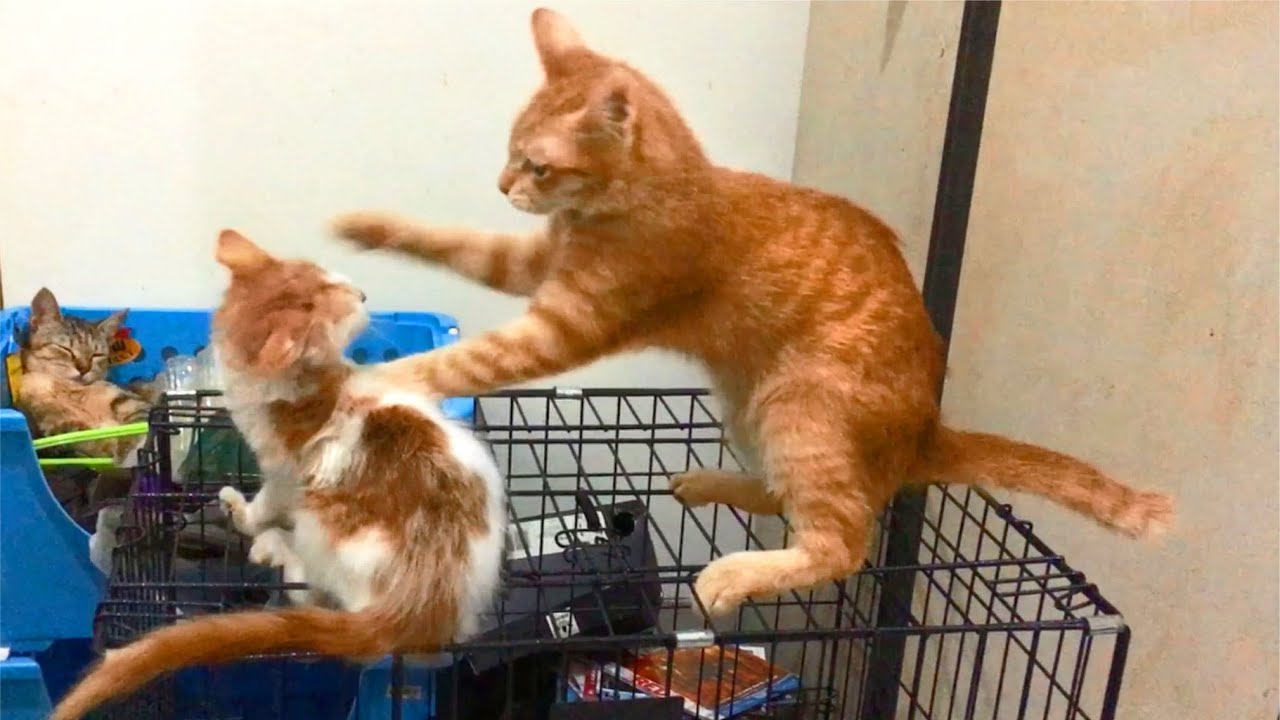 Angry Cat Slaps Kitten Because Kitten Doesn't Want To Sleep - Cats ...