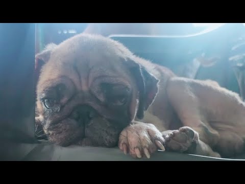 Consider adoption over buying ! - YouTube