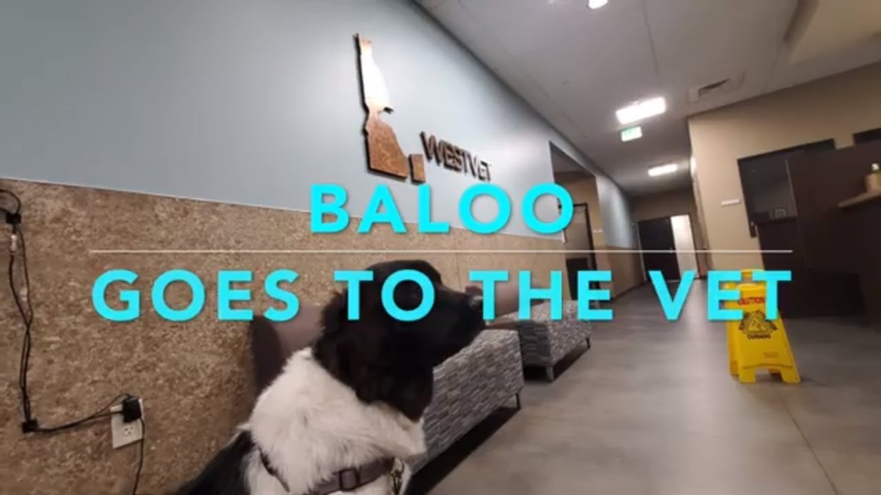 Vet Visit | Baloo the Newfoundland Puppy has to go to the Vet - YouTube