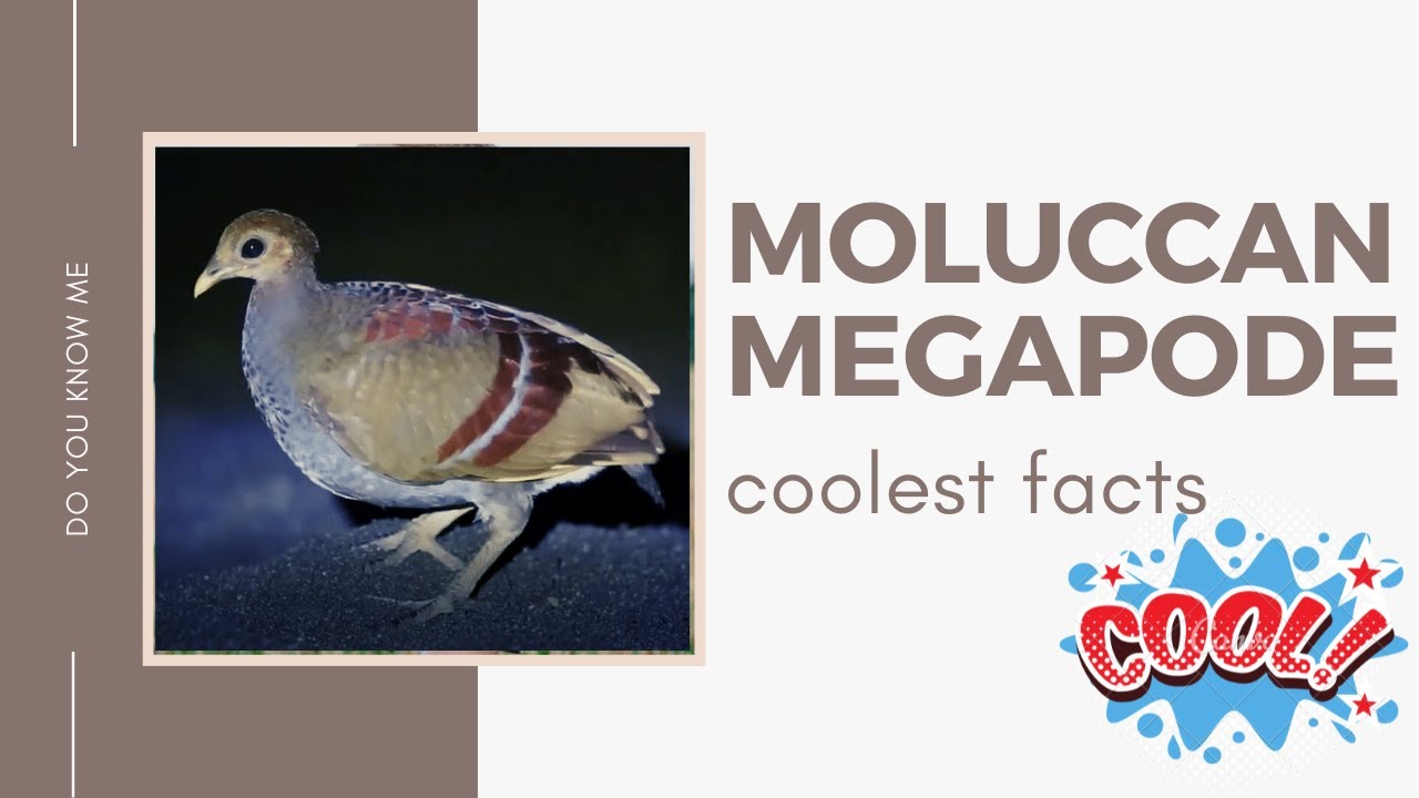 Moluccan megapode facts - YouTube