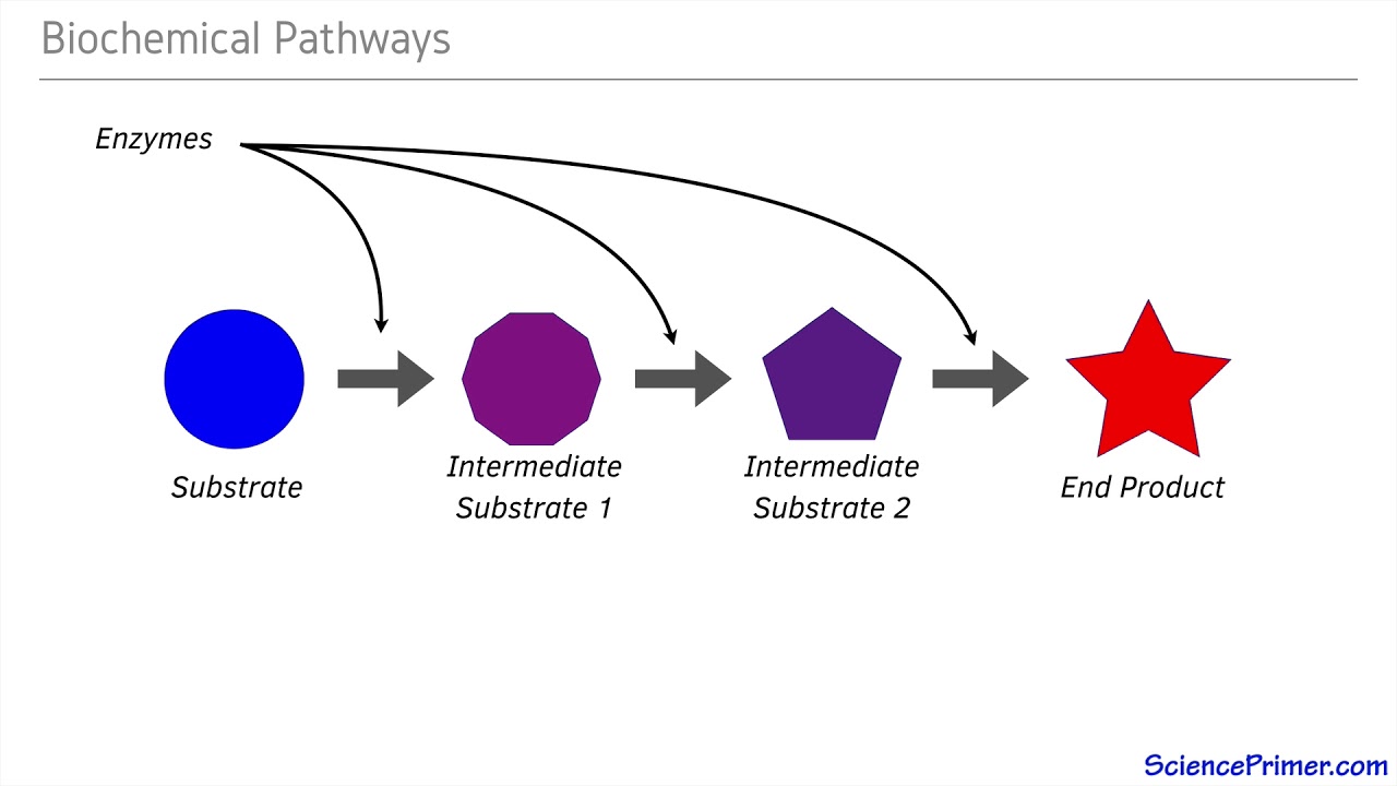Complementation testing and Rescue - Beadle and Tatum part 3 - YouTube