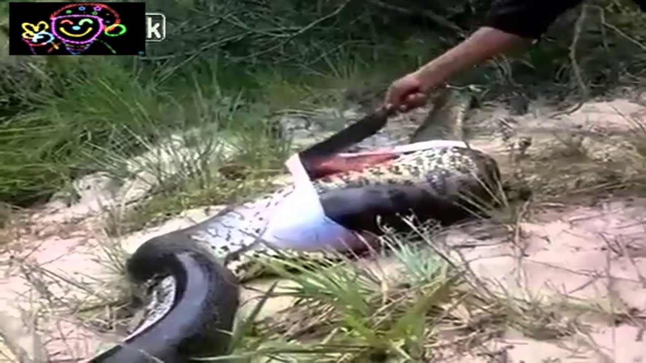 Man cuts open a giant snake and finds another giant snake in its belly ...