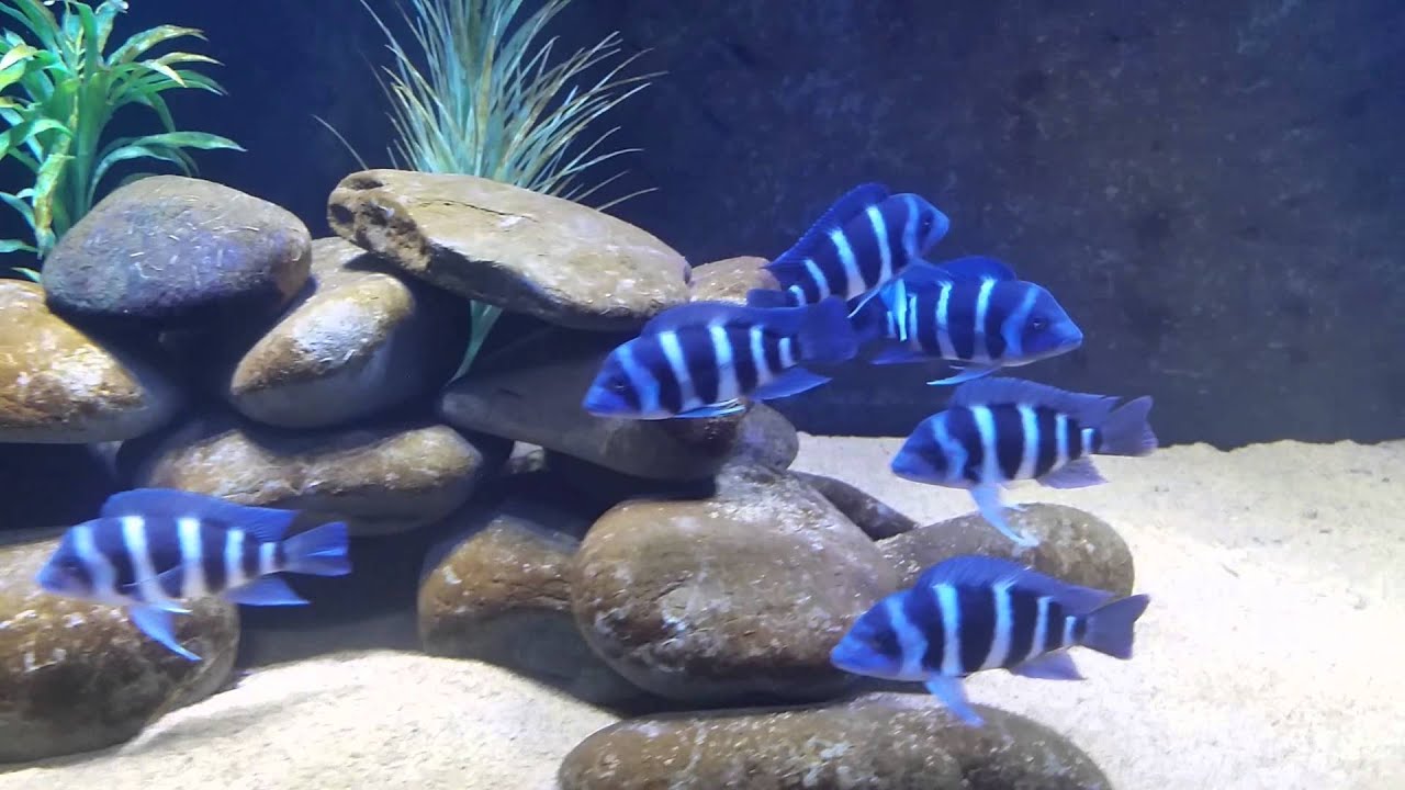 Frontosa blue zaire moba (f1) - YouTube