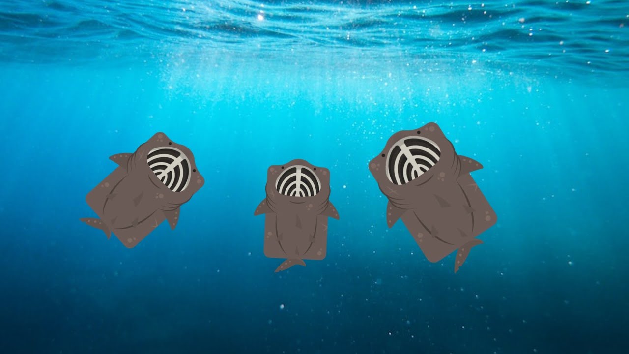 Basking shark - deeeep.io - YouTube