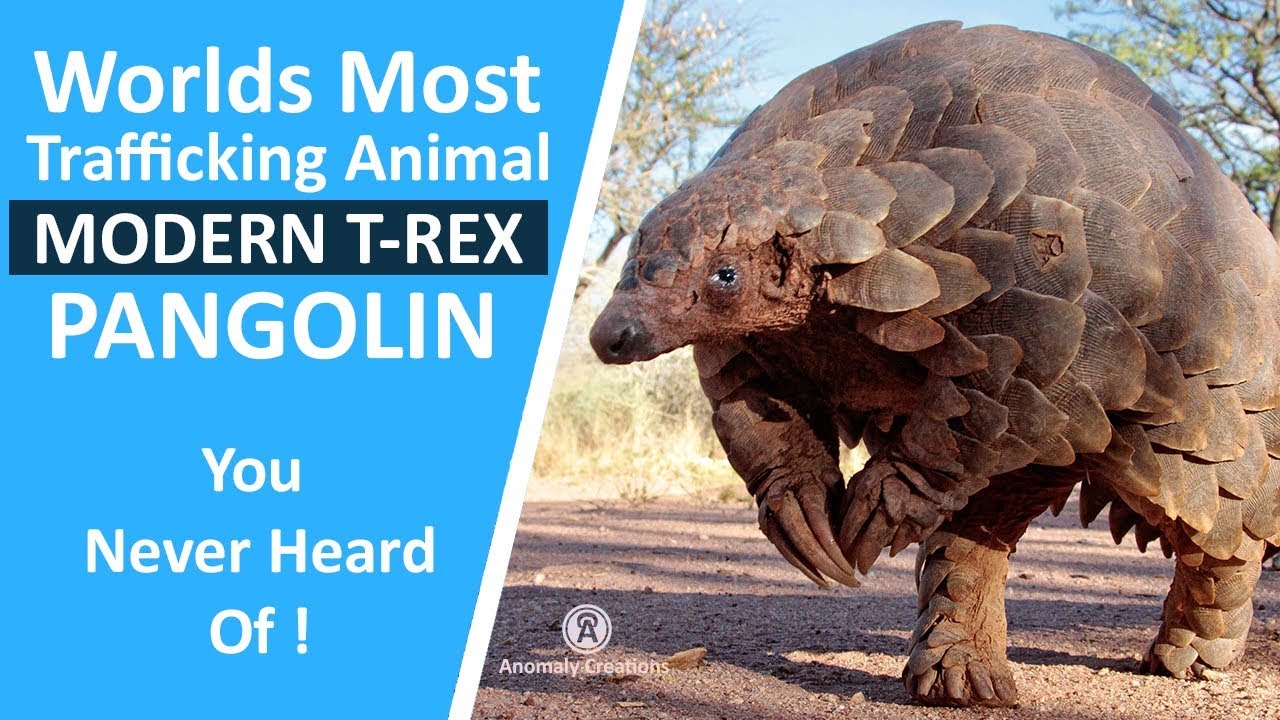 Modern Day T-Rex | Worlds Most Trafficking Animal | Pangolin - YouTube
