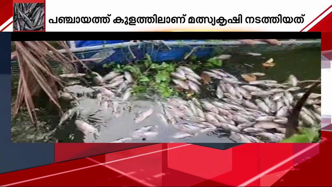 കൊല്ലം തലവൂരിൽ പതിനായിരത്തോളം വളർത്തുമത്സ്യങ്ങൾ ചത്തുപൊങ്ങി | Kollam ...