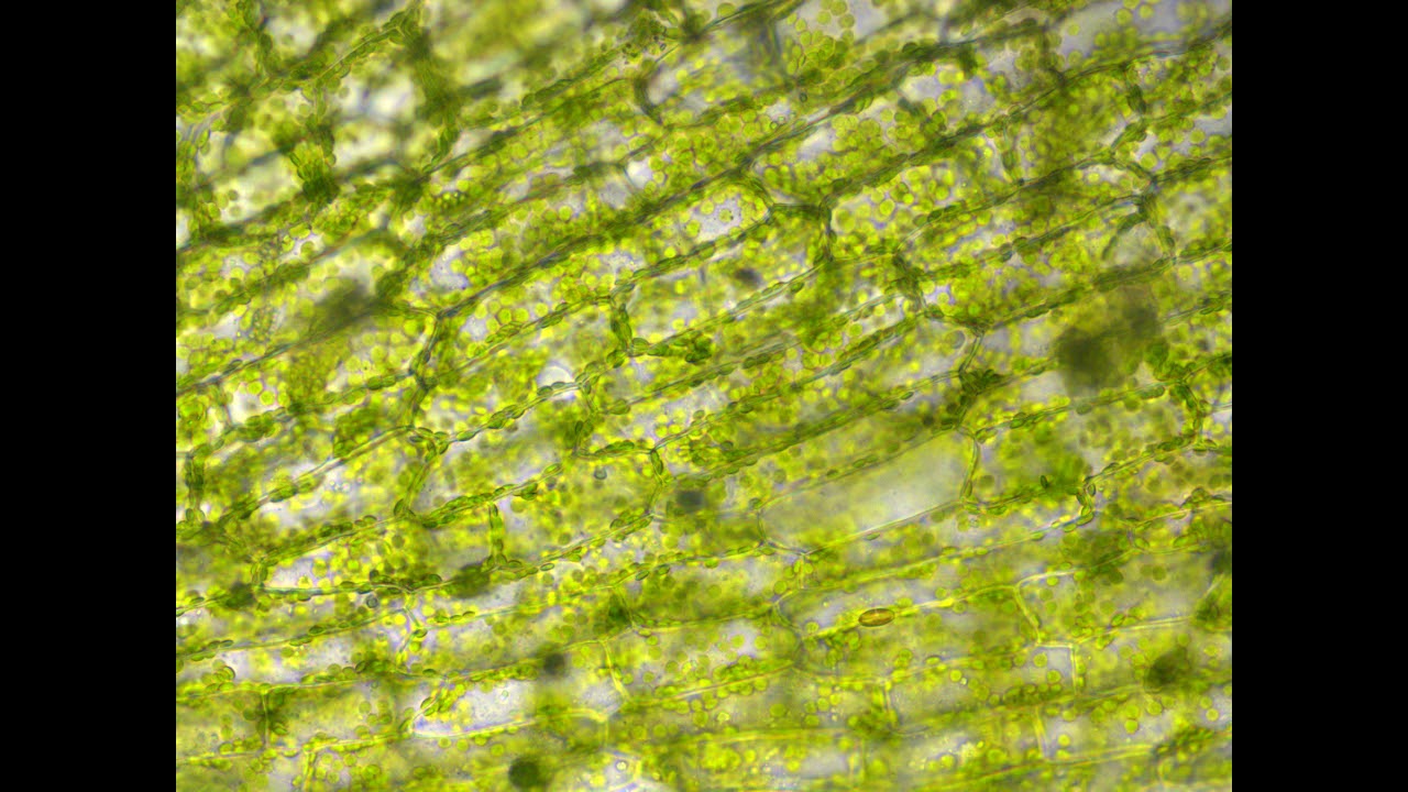 Visualização de células foliares de Elodea sp. em meio hipotônico ...