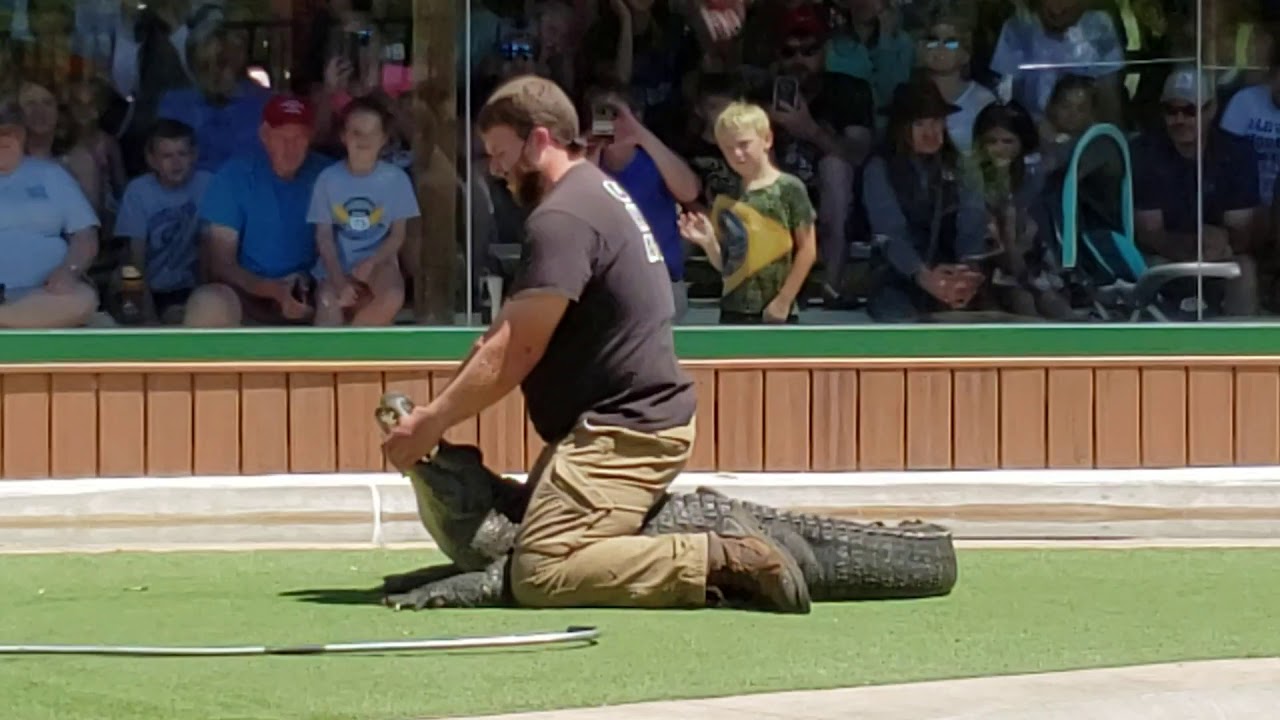 Reptile Gardens alligator show - YouTube