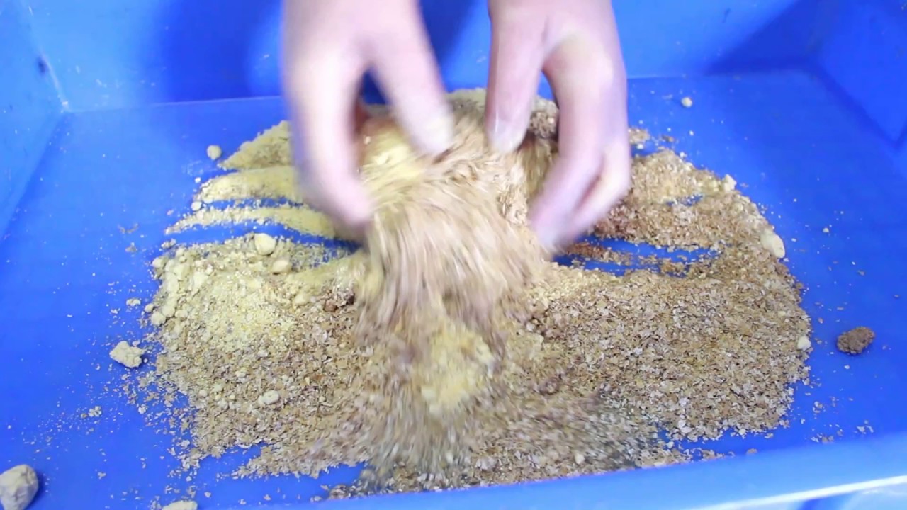 Black soldier fly eggs hatching guide（English version） - YouTube