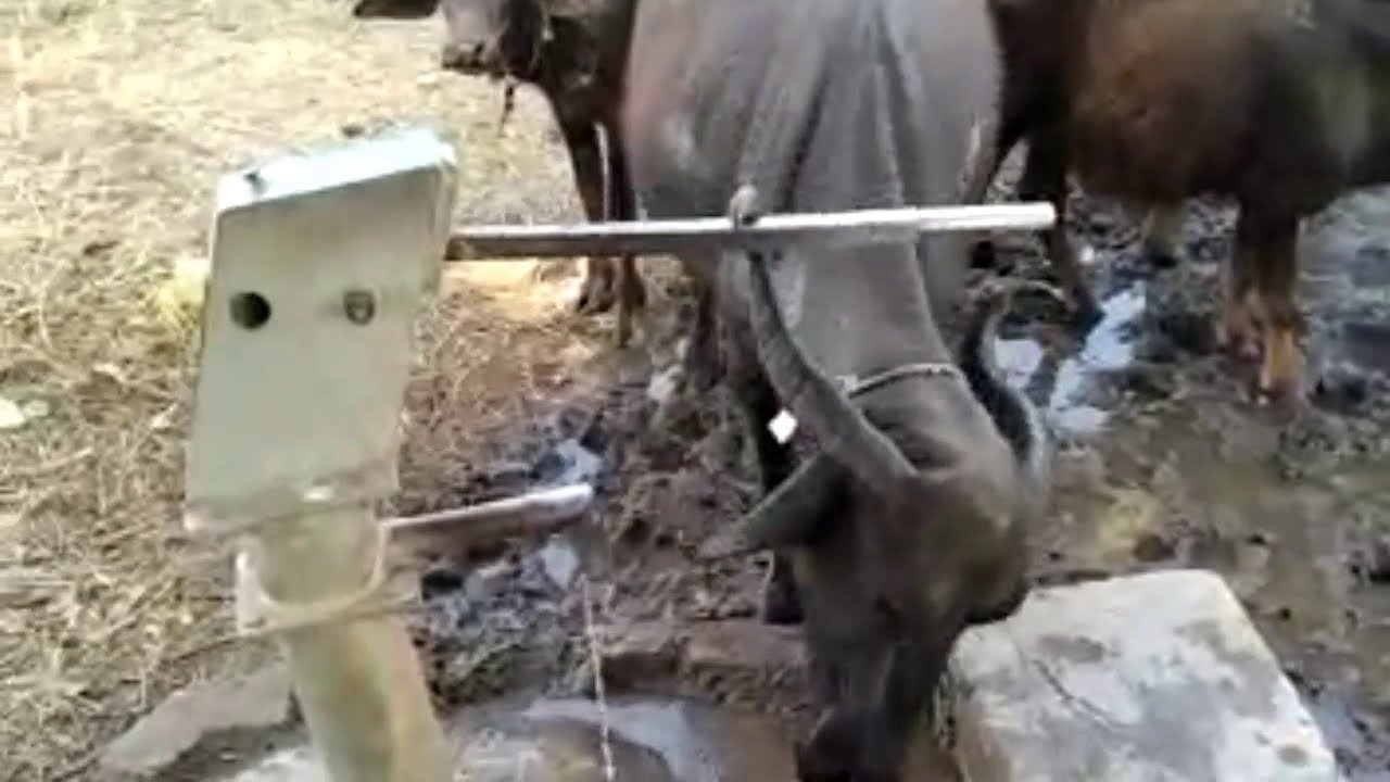 Smart Buffalo drinking water from Hand Pump. - YouTube