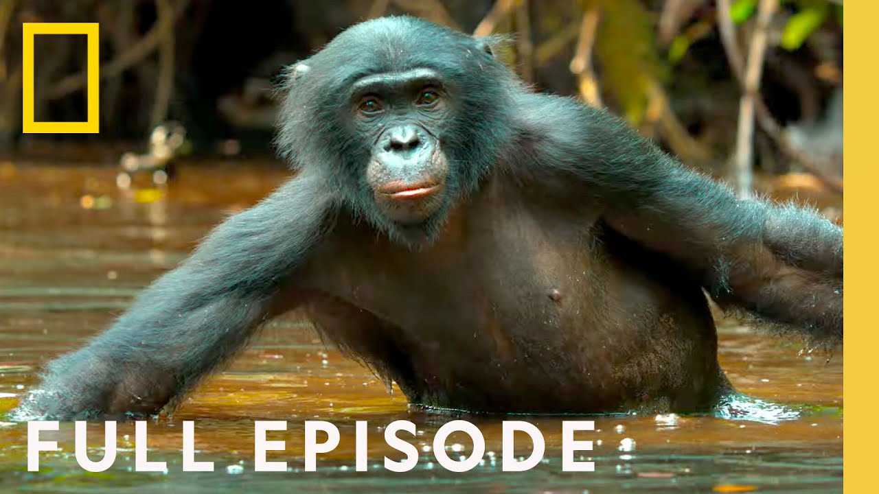 Rainforest Queens: Bonobo Survival (Full Episode) | Queens - YouTube