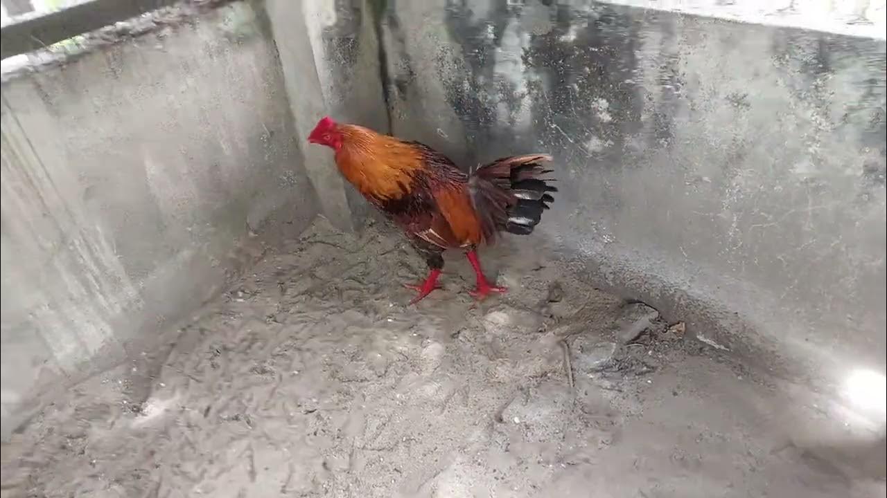 Pakistan Mỹ Việt 3kg2.5Vit...@901779106 - YouTube