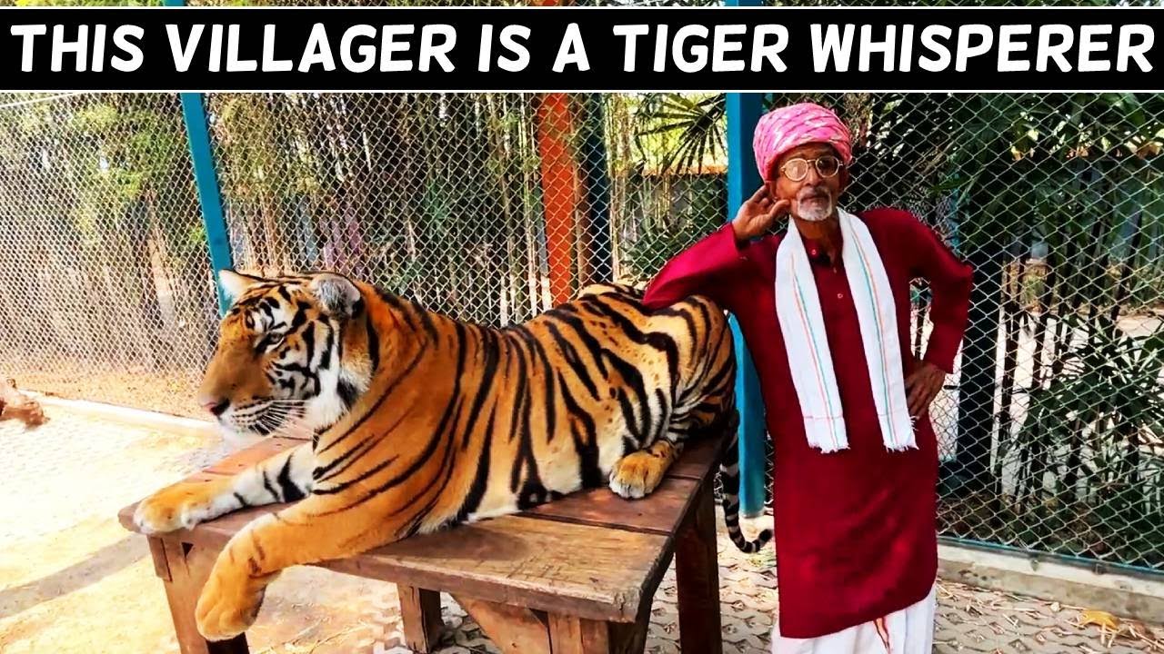 Tiger Encounter of a Lifetime: Villager Shares His Amazing Story ...