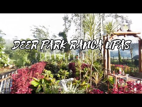 PENANGKARAN RUSA @Ranca Upas Indonesia - Deer Park Indonesia - YouTube
