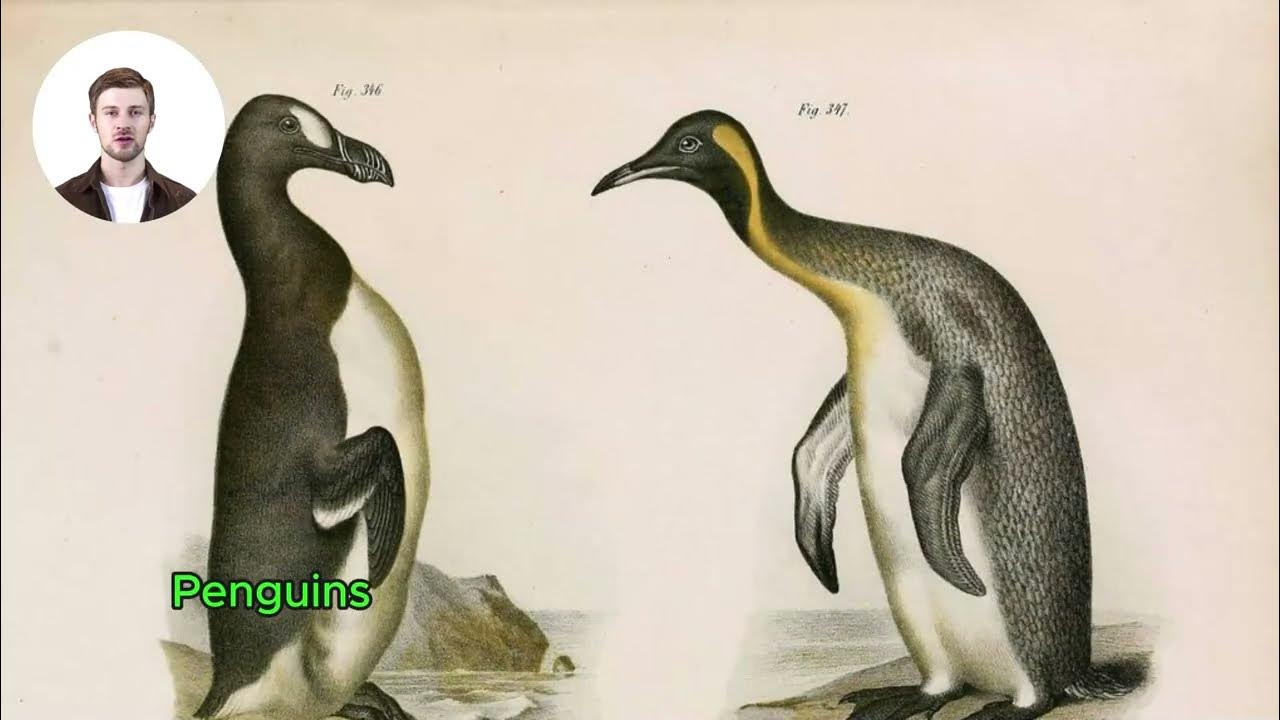 Penguins: flightless aquatic birds - YouTube