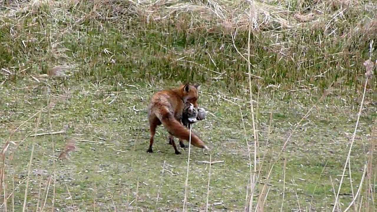 Fox with rabbits (HD 720p) - YouTube
