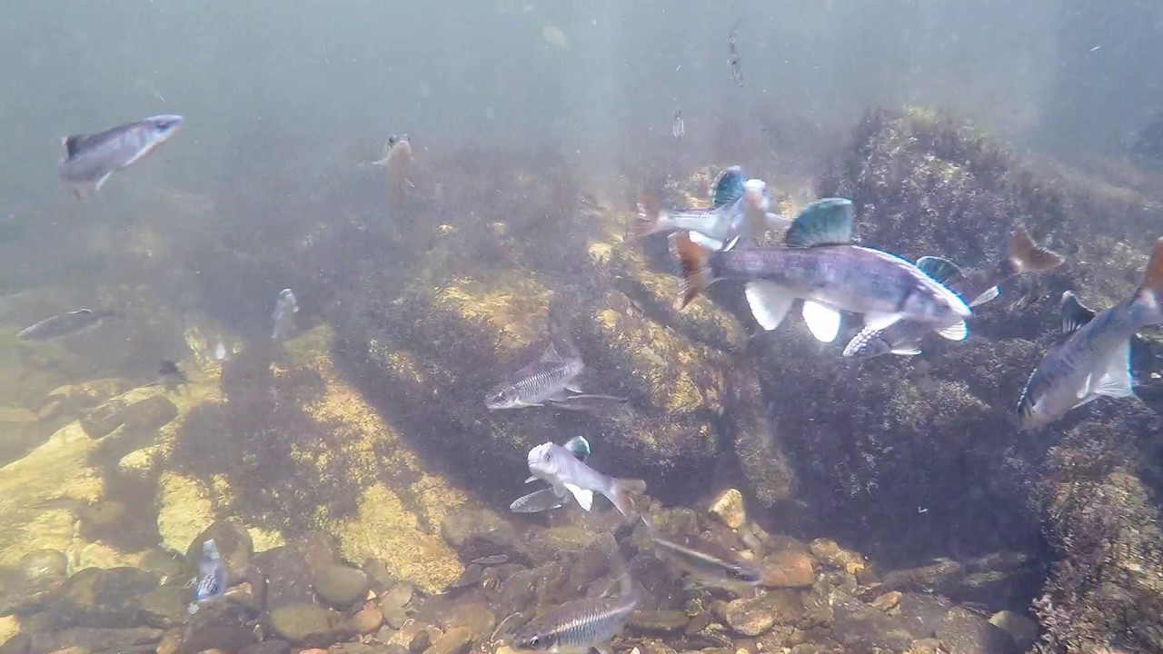 Alabama Shiners Spawning - YouTube