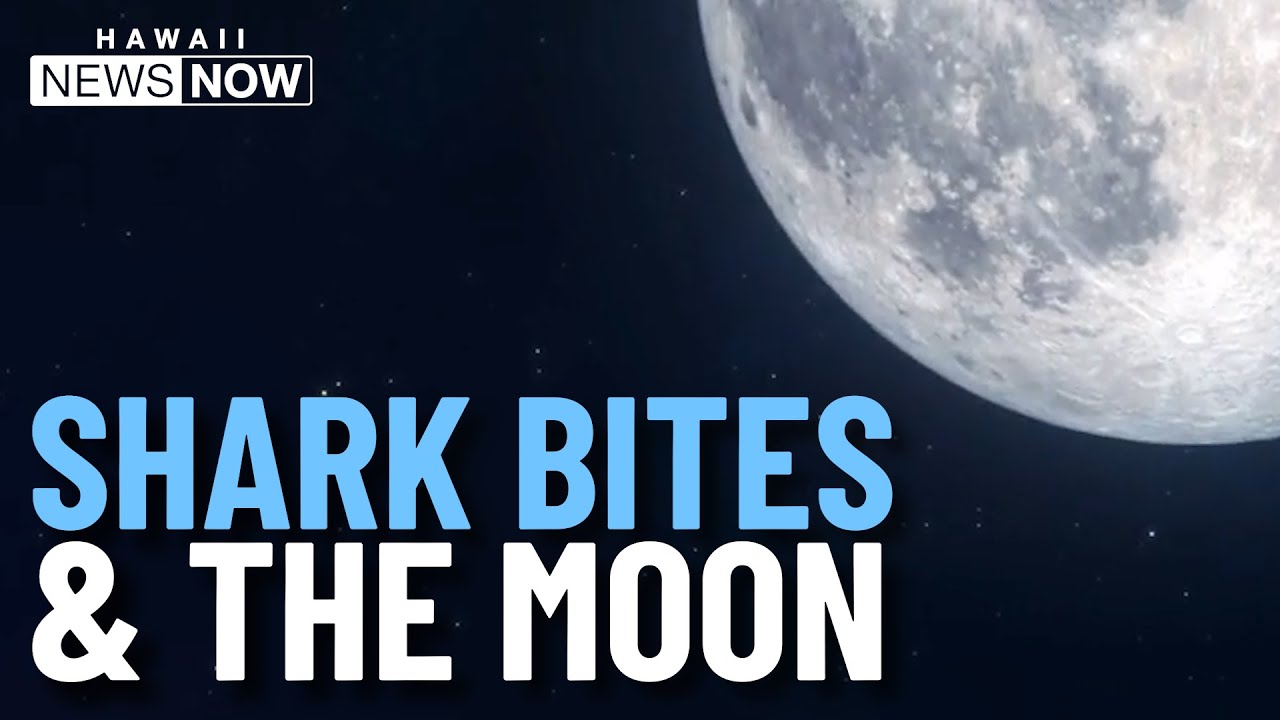 Researchers say shark bites and the moon might be linked - YouTube