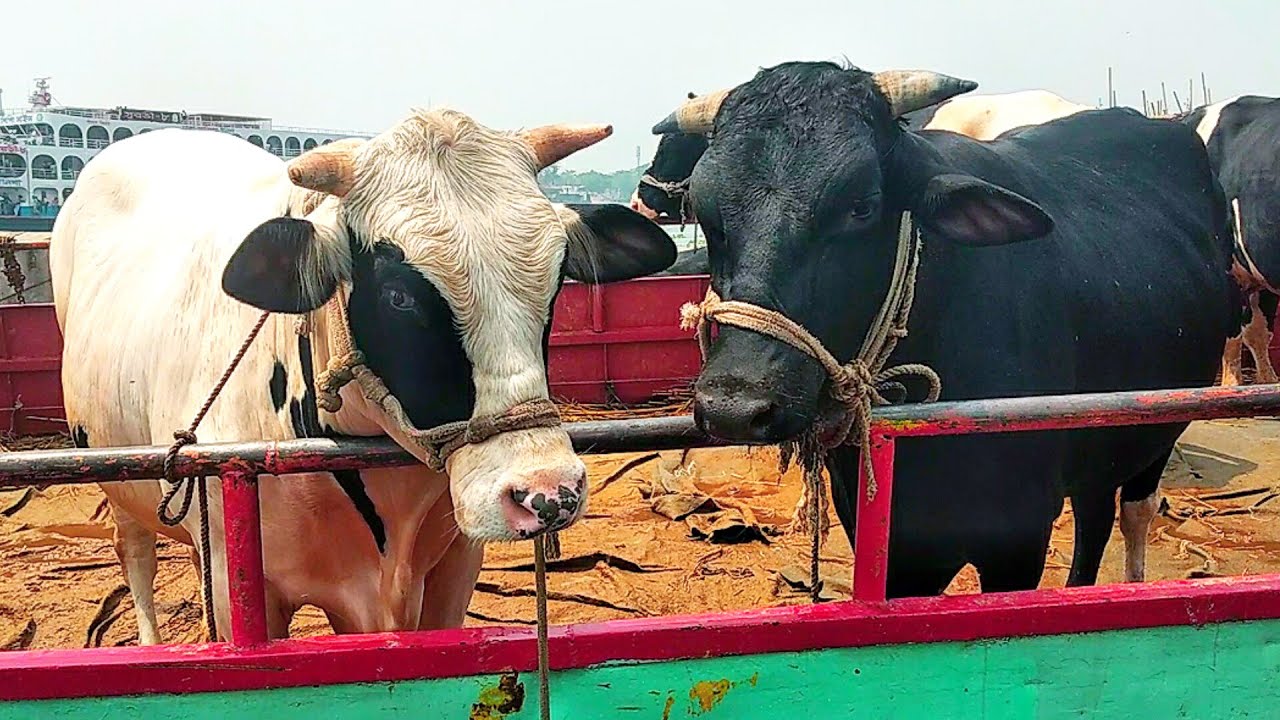 Cow Unloading | Cattle Unloading | BD COW OFFICIAL | Goru,Hambba Ep-149 ...