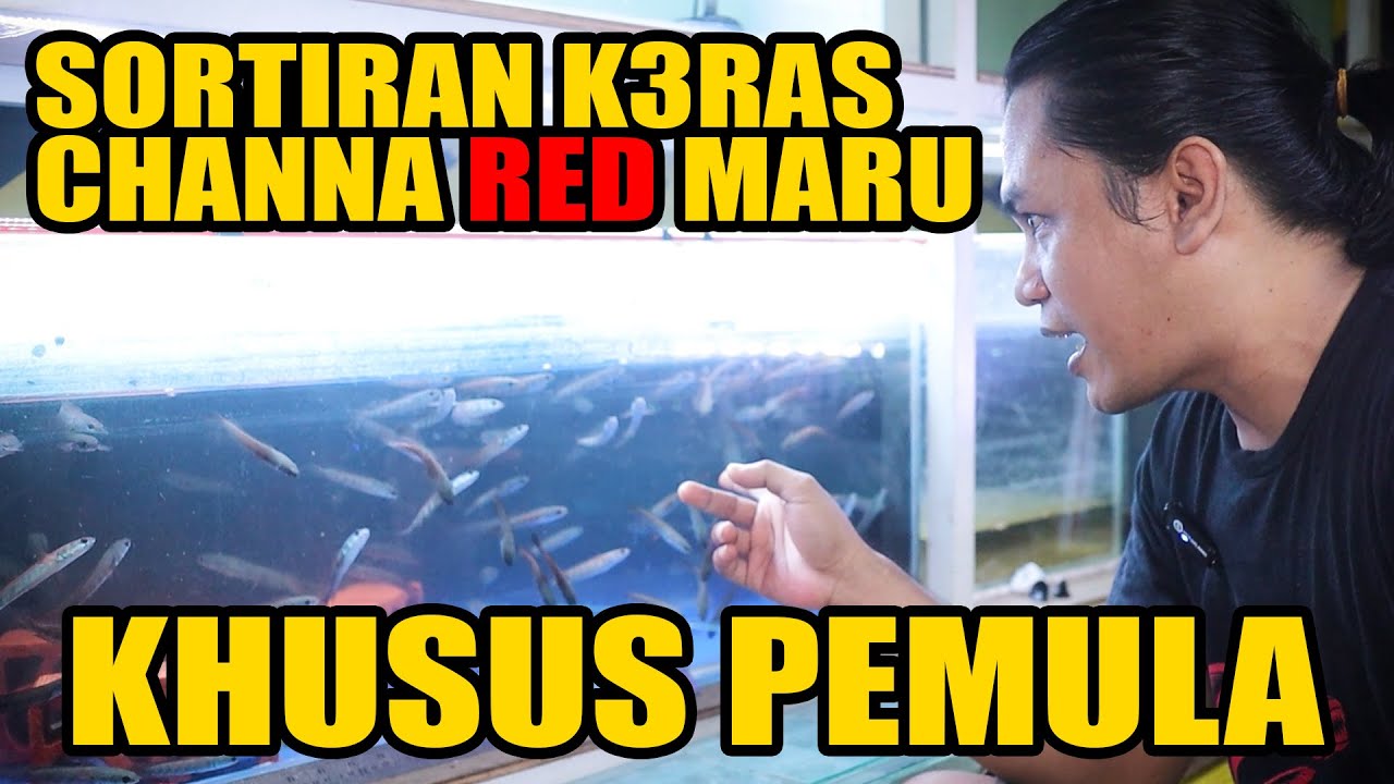 KUPAS TUNTAS MEMILIH BAHAN CHANNA RED MARU UNTUK PEMULA - YouTube