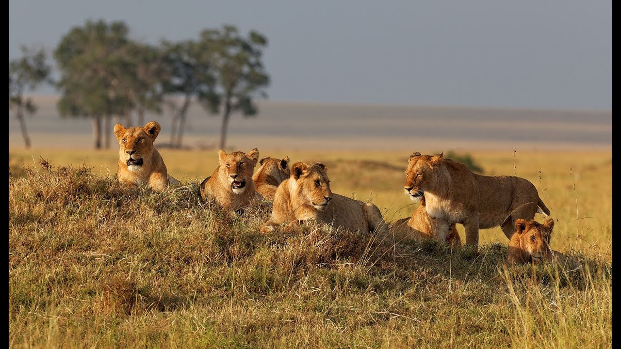 The King of the wild | Full Lion Documentary | 2020 - YouTube