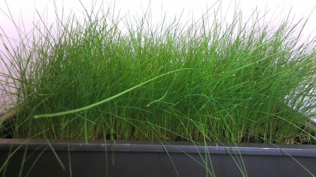 Watch Grass Grow Live - YouTube