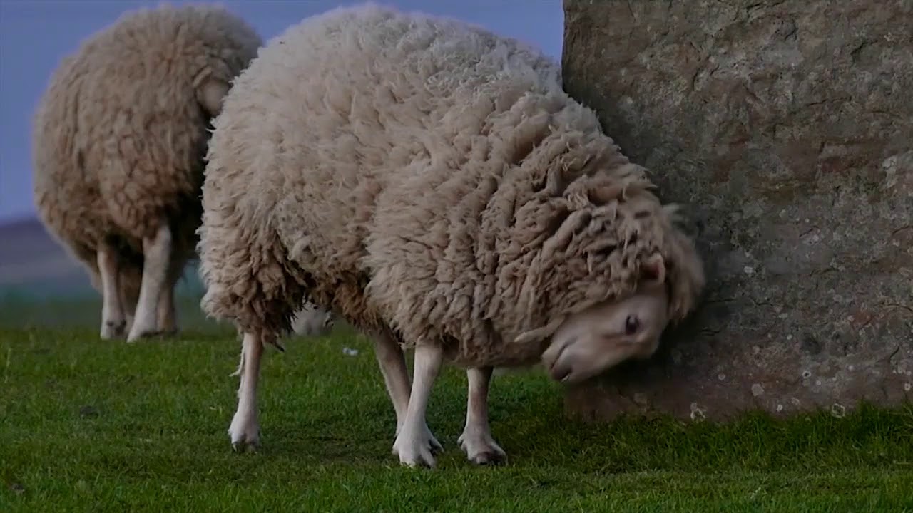 Sheep Scratching On Rocks /Copyright free videos - YouTube