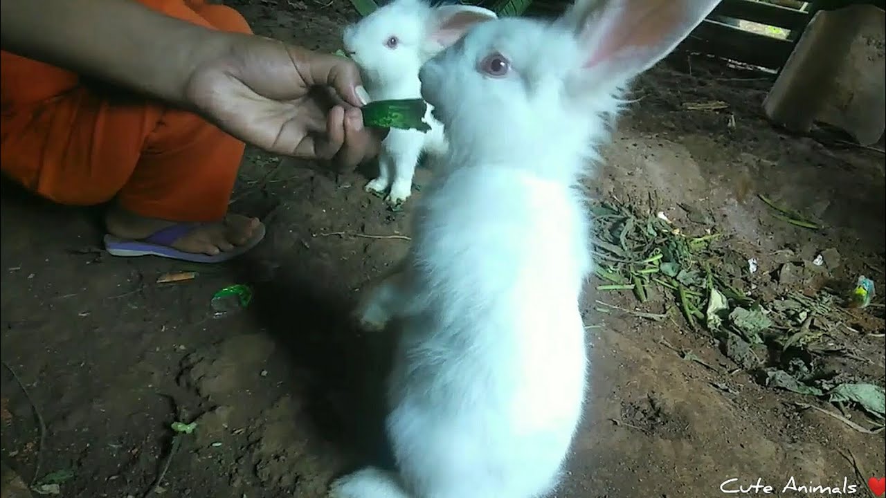 rabbit eating cucumber🐰🥒 feed cute rabbits ️ - YouTube