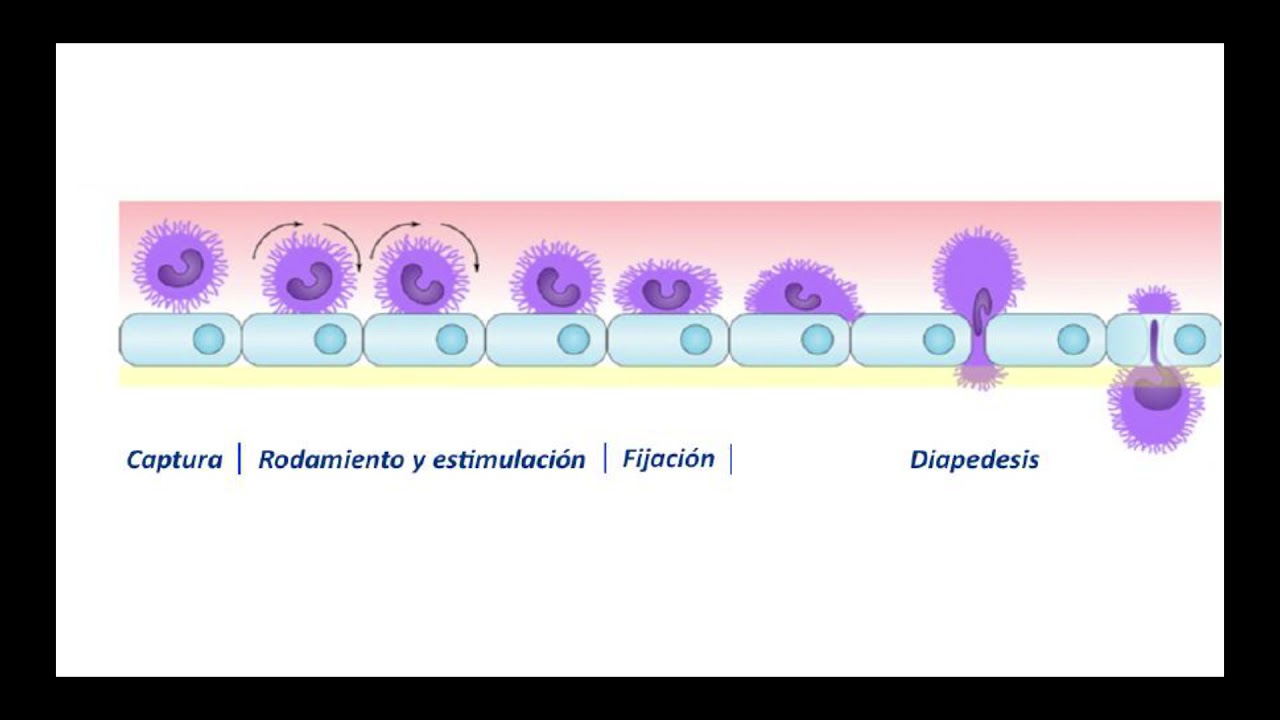 Fases de la inflamación Patología General - YouTube