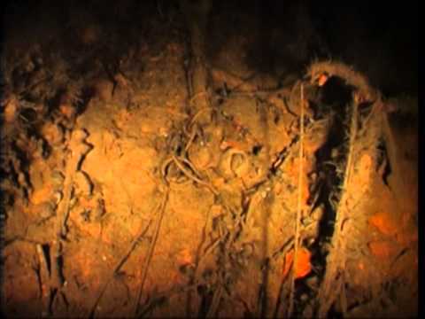wreck of MS Goya