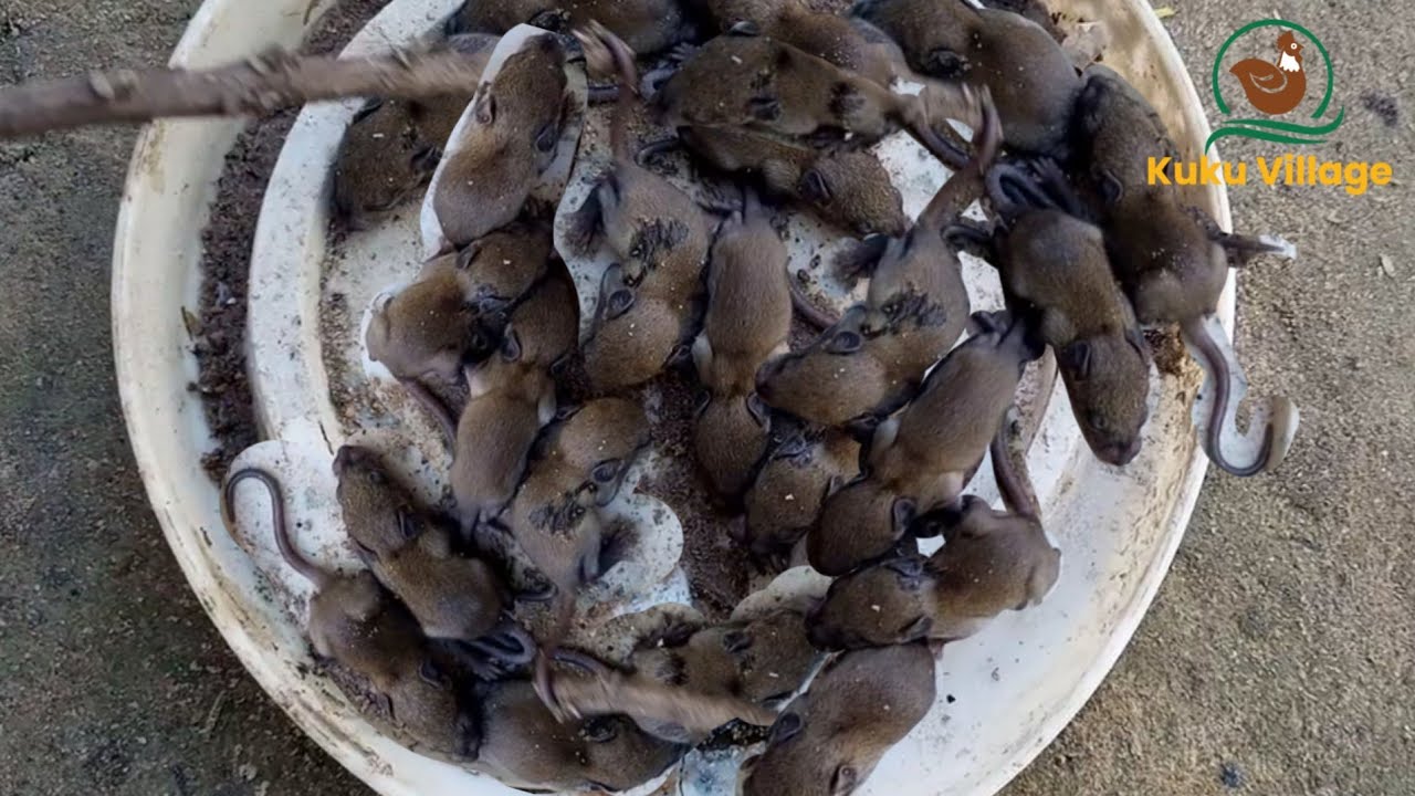 Panya Wasumbufu / stubborn Rats/ mice /mouse - YouTube