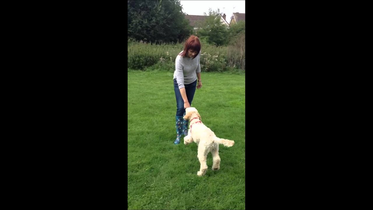 Harry Training to Become a PAT Dog - YouTube