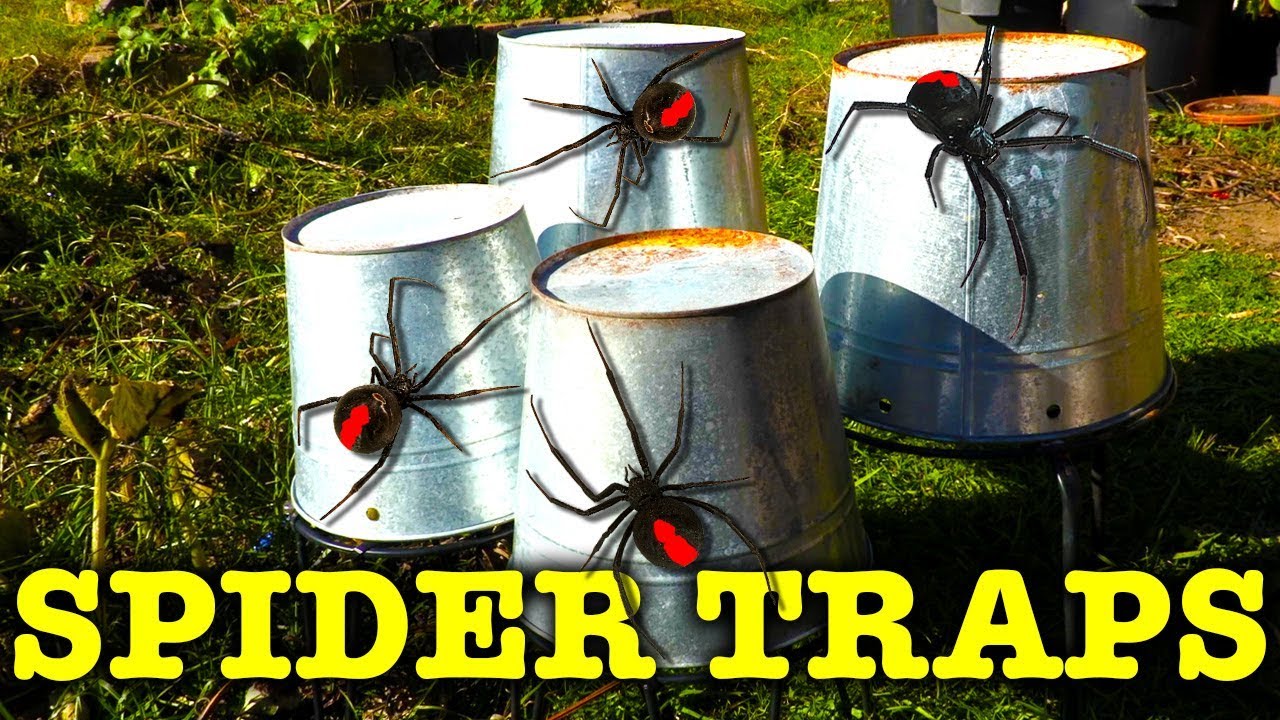 Winter Baby Spiders Flamethrower & Redback Spider Traps EDUCATIONAL ...
