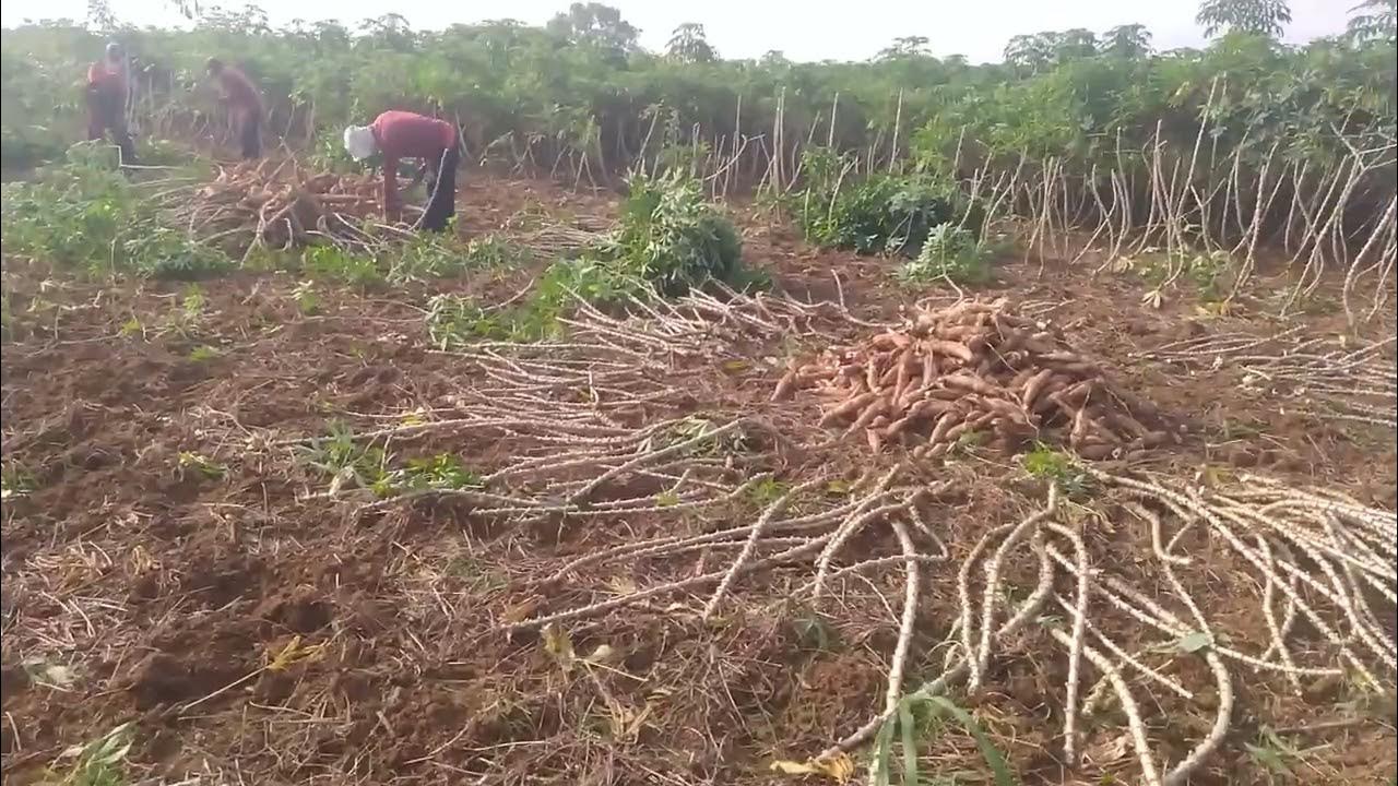 Panen Singkong Sistem Tanam Rapat 60 cm x 50 cm umur 7 Bulan - YouTube