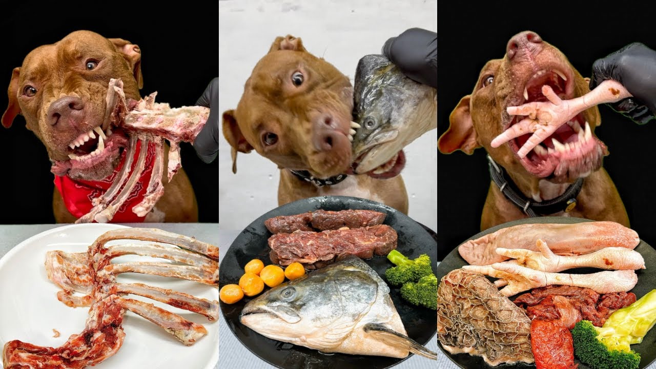 Best of Pitbull Eating Sounds | RAW MEAT | ASMR Compilation - YouTube