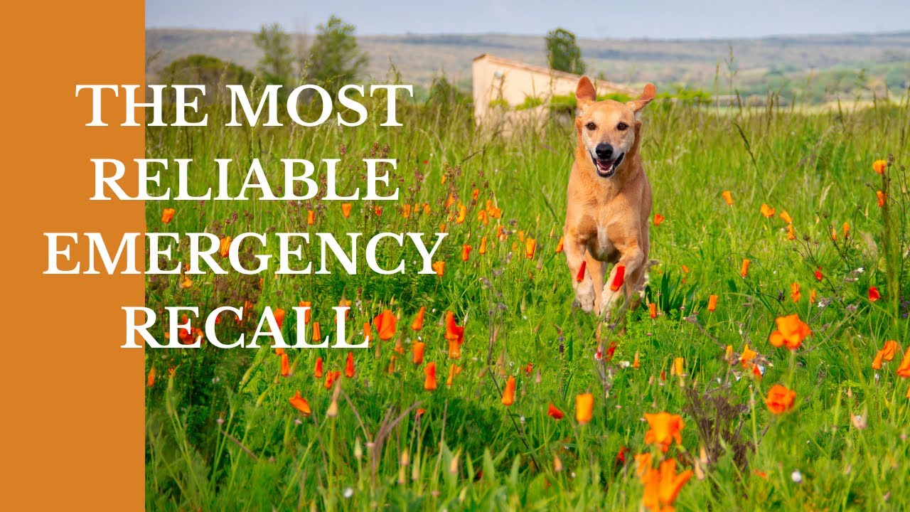 How to Train the BEST EMERGENCY RECALL for dogs | Pups Unleashed Dog ...