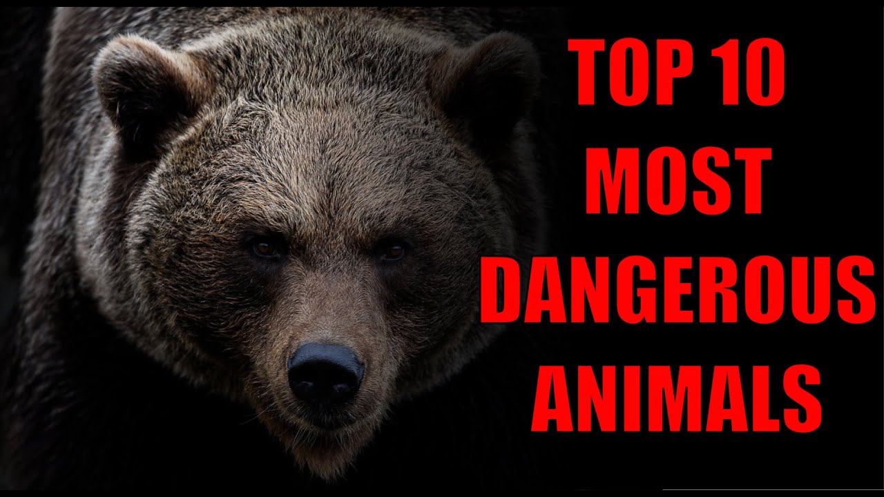 Deadly Predators: Top 10 Most Dangerous Animals in the World! - YouTube
